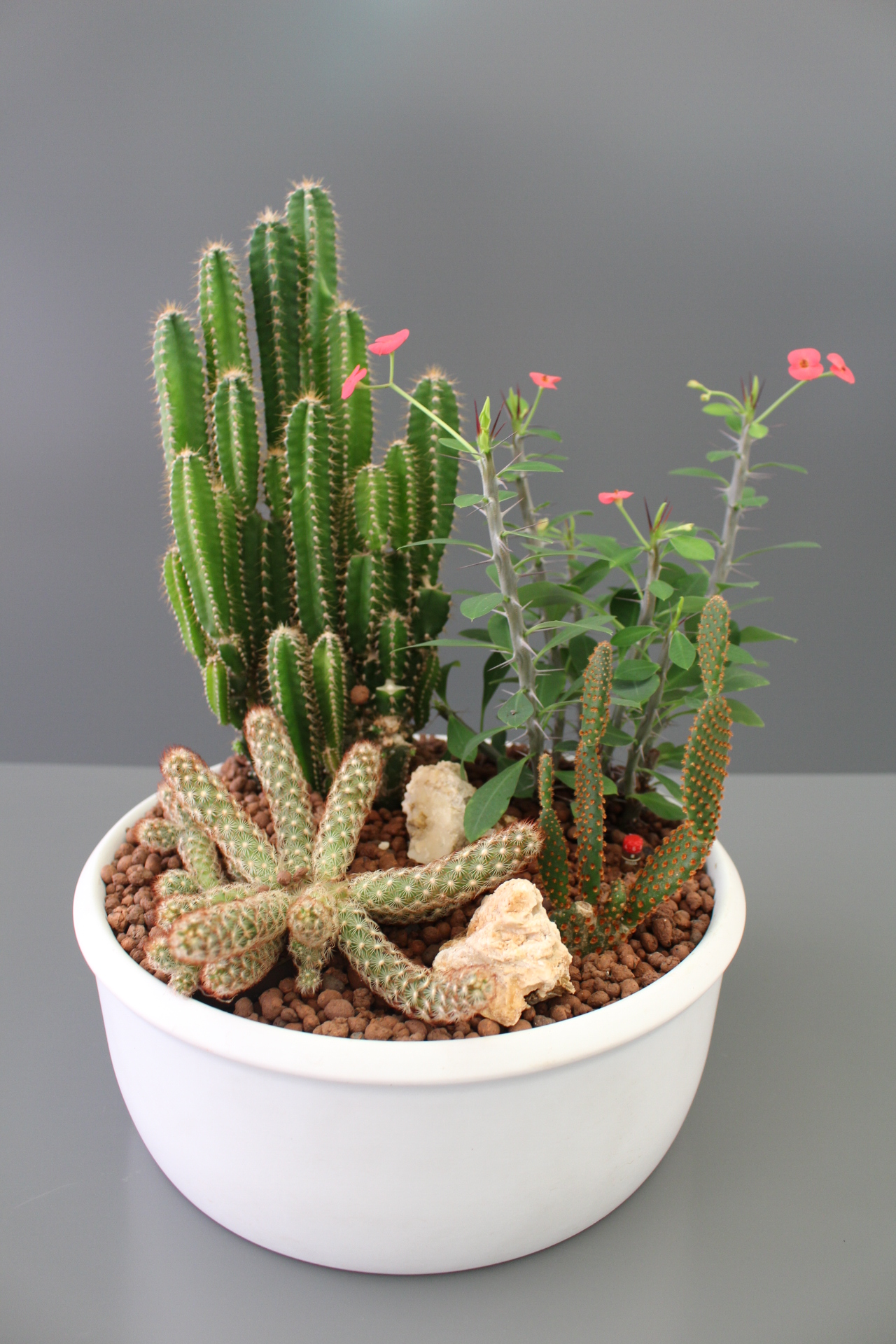 Cactus | Perret Hydroculture