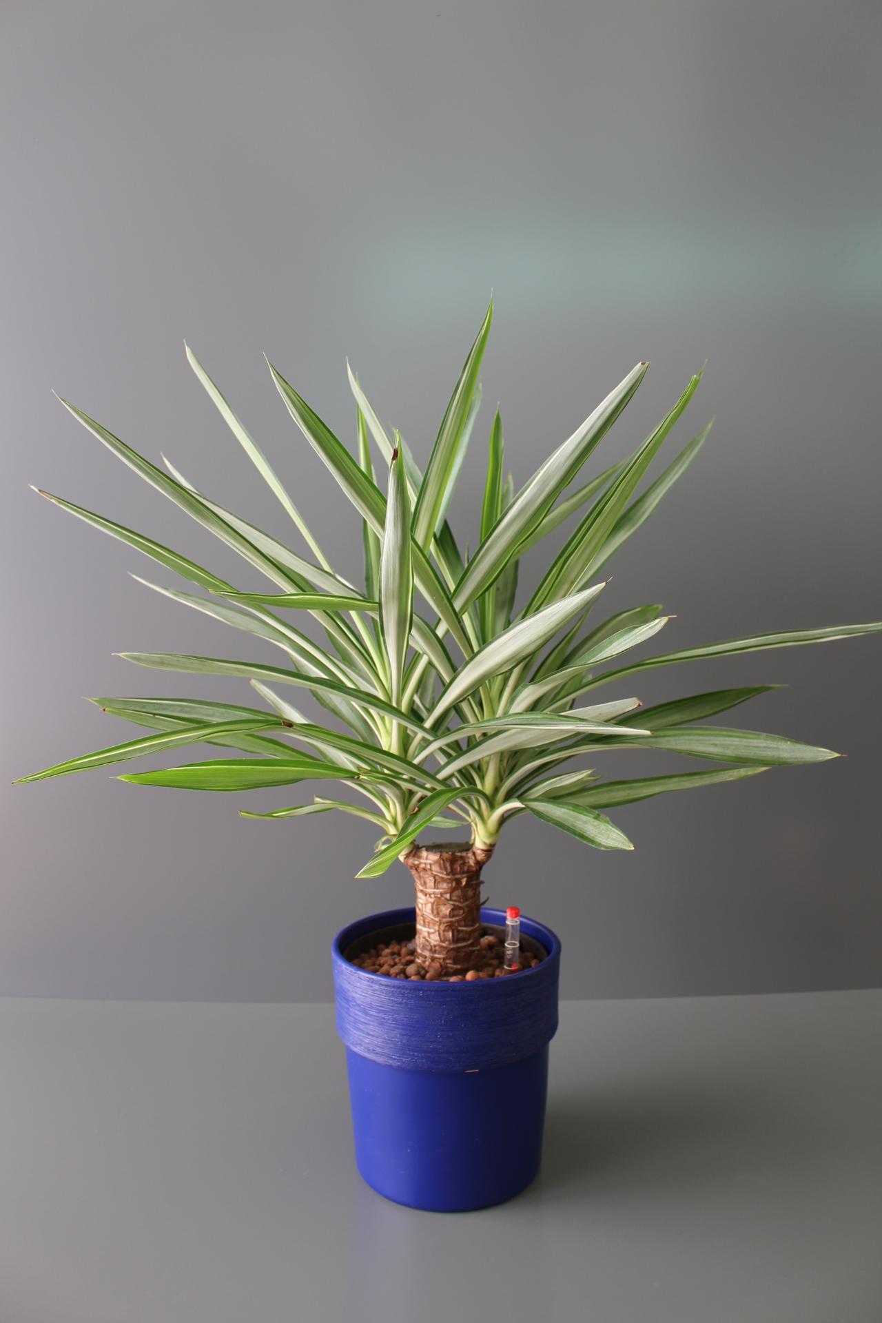 yucca elephantipes jewel | Perret Hydroculture